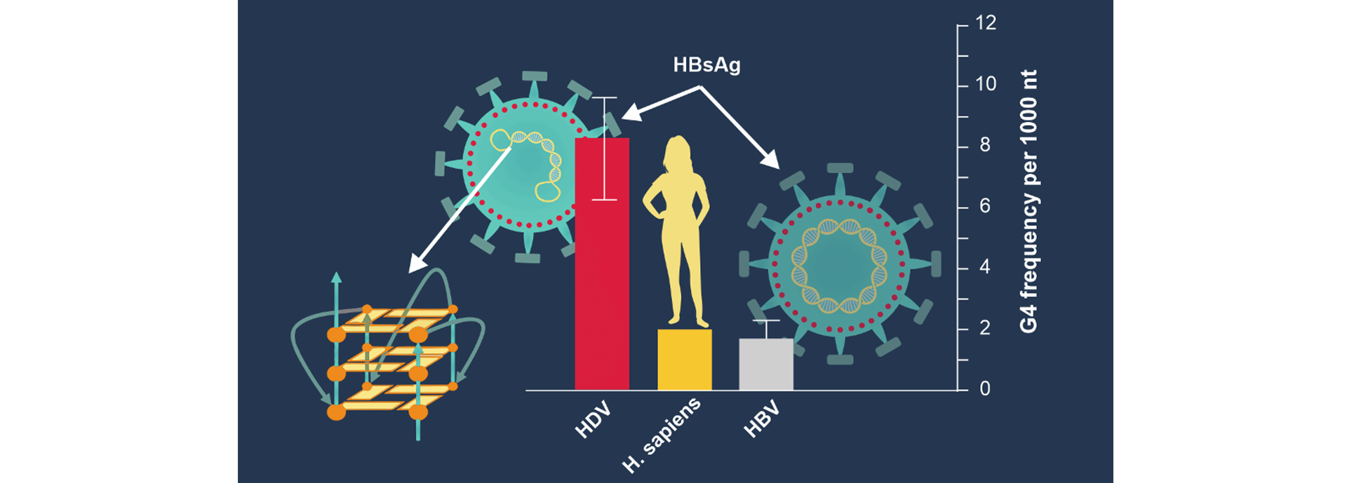 Des nœuds dans l’ADN pour lutter contre des agents pathogènes ...